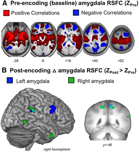 A Group Average Amygdala Rsfc During Pre Encoding Baseline Download Scientific Diagram