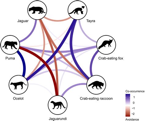 Spatial Associations Between Neotropical Carnivores At Constant