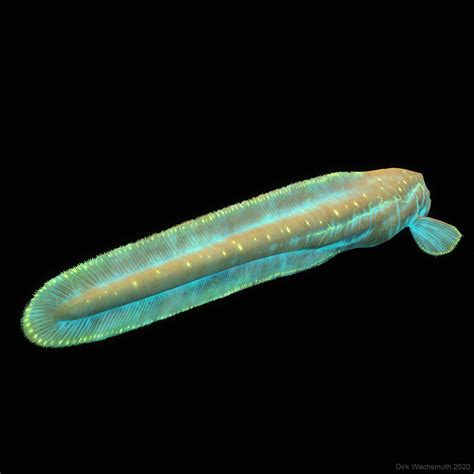 Dirk Wachsmuth Biolum Zoarcid