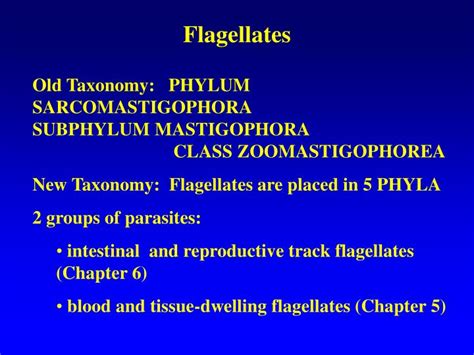 Ppt Flagellates Powerpoint Presentation Free Download Id789912