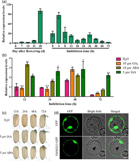 Expression Patterns Of Osiaglu And Subcellular Localization In Rice Download Scientific