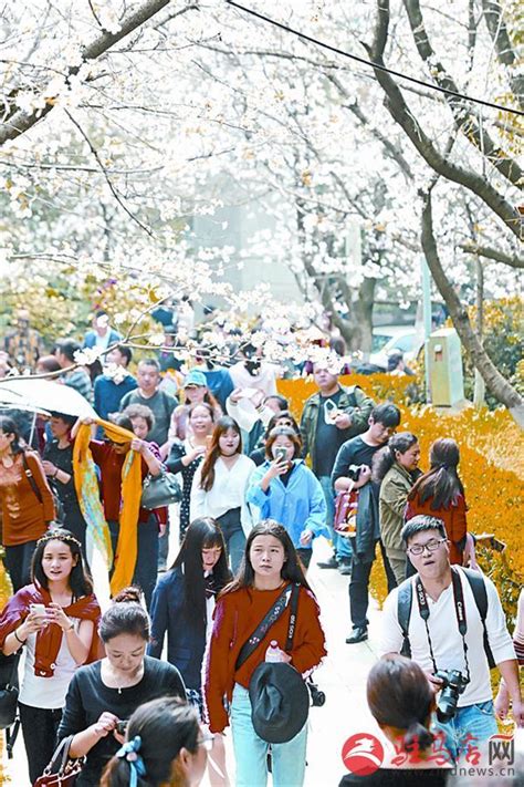 武漢大學櫻花綻放 每日頭條