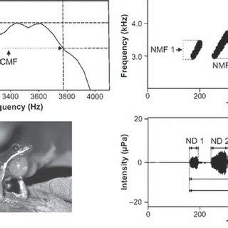 Power Spectrum Top Left Spectrogram Top Right And Oscillogram Download Scientific Diagram