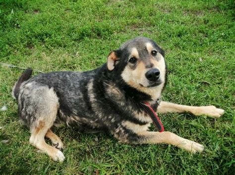 Коломна Москва и МО Позитив для Вашей семьи 殺 умница Джим замечательный пёс ВКонтакте