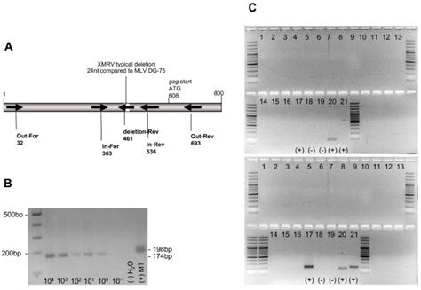 Nested Pcr For Sensitive Screening Of Patient Tumor Tissue Dna A A