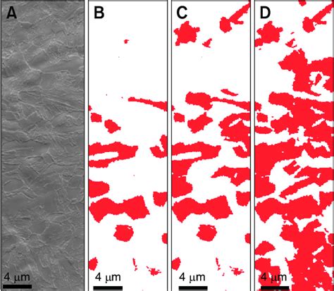 Scanning Electron Microscopy Micrograph Showing Microstructure Of
