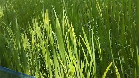 আমাদের গ্রামের প্রাকৃতিক দৃশ্য সাথে একটি মজার গল্প পর্ব ১ Youtube