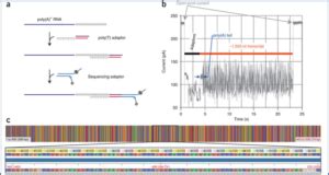 High Resolution Transcriptome Analysis With Long Read RNA Sequencing RNA Seq Blog