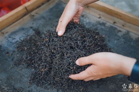 红茶发酵图片 小种红茶图片 红茶发酵机 第12页 大山谷图库