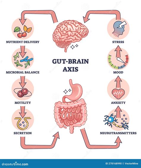 Gut Brain Axis And Body Digestive System Impact To Brain Outline
