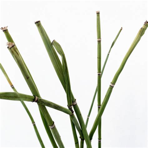 Prêle Séchée Feuillage Au Style Zen Pour Sublimer Votre Intérieur