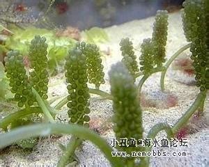 葡萄藻图册 360百科