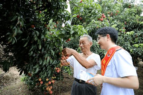 税惠赋能助荔乡村振兴 荔枝 潮南区 服务