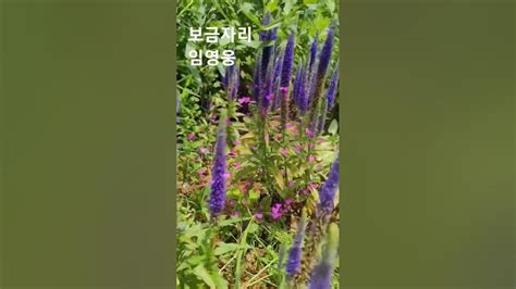 임영웅 보금자리 돈도필요없어 빽도필요없어 Youtube