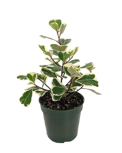Ficus Variegata