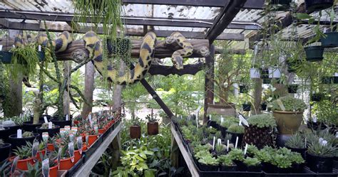 Roraima Nursery Lara Whatsbest Australia