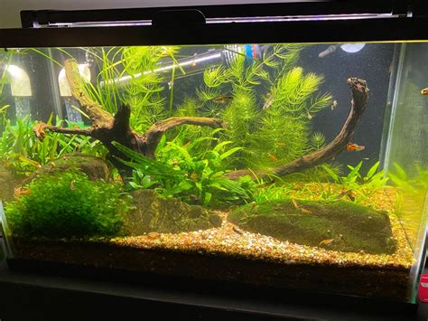 Jacob Hill Legion Aquatics Aquarium Co Op Forum