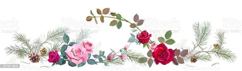 빨강 핑크 장미 소나무 가지와 콘 바늘 파노라마 보기 크리스마스에 대 한 가로 테두리 꽃 새싹 흰색 배경 디지털 그리기 그림