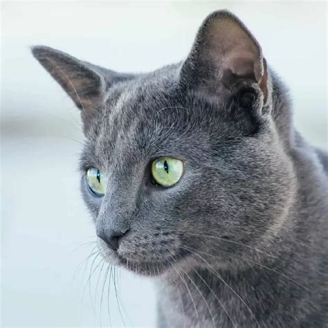 15 Gorgeous Grey Cat Breeds That Will Steal Your Heart Grey Cat