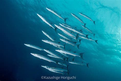 大小様々な魚と向き合える海中写真撮影は八重山諸島で楽しむのがおすすめ