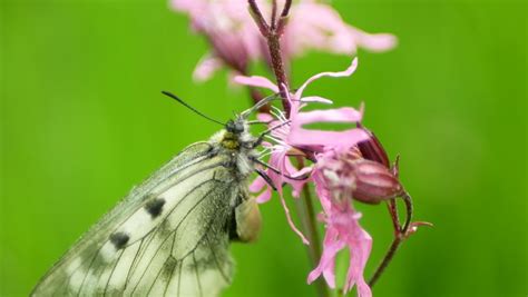 Cock Sucking Stock Video Footage K And Hd Video Clips Shutterstock