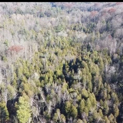 Dylan Maclean Youtube