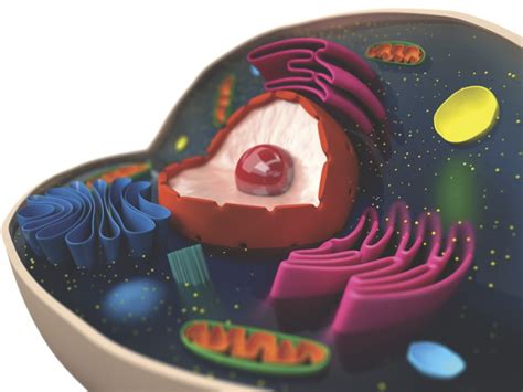 What Does A Cells Cytoplasm Do How It Works Magazine