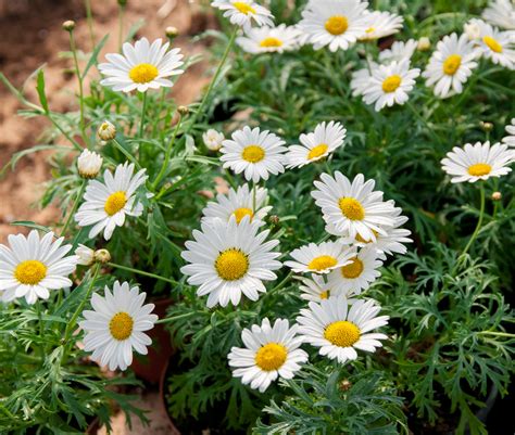 Рассада Остеоспермум mix в горшке купить в Санкт-Петербурге недорого с ...