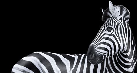 Investec Opens Api To Clients Through Programmable Banking Techcentral Banking