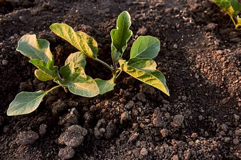 Kecambah Terong Hijau Bibit Terong Muda Di Pertanian Tumbuh Terong Di