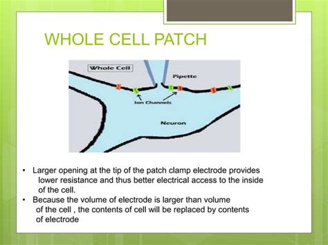 Patch Clamp Techniques Pptx Biological Sciences Science