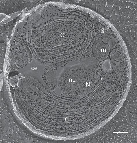 Discovery Of Sex In An Extremophilic Red Alga PNAS