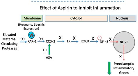 Aspirin In Pregnancy Bleeding At Terry Rousseau Blog