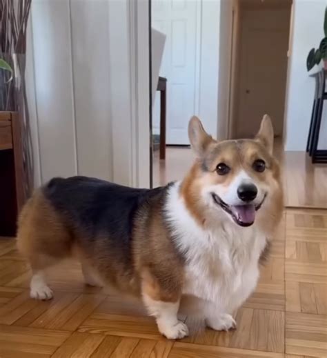 웰시코기 성격 미용 털빠짐 수명 정리 네이버 블로그