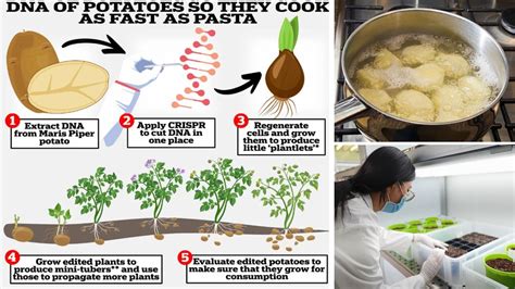 Make Way For The Super Spud British Scientists Are Altering The Dna Of Potatoes So They Cook