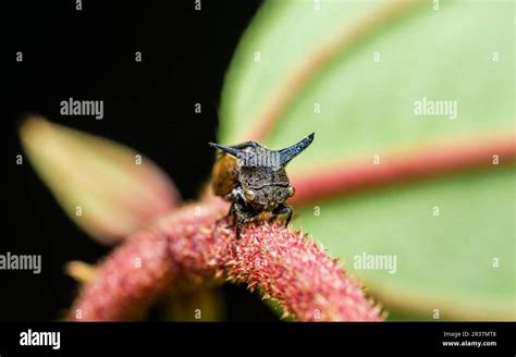 Close Up A Strange Treehopper Horned Tree Hopper On Tree Branch And Nature Background