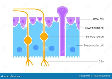Olfactory Epithelium Structure Anatomical Poster Human Nasal Cavity