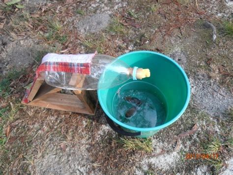 A Great Way To Catch Mice Around A Chicken Coop Stay Away From Baits And Poisons As The Mice