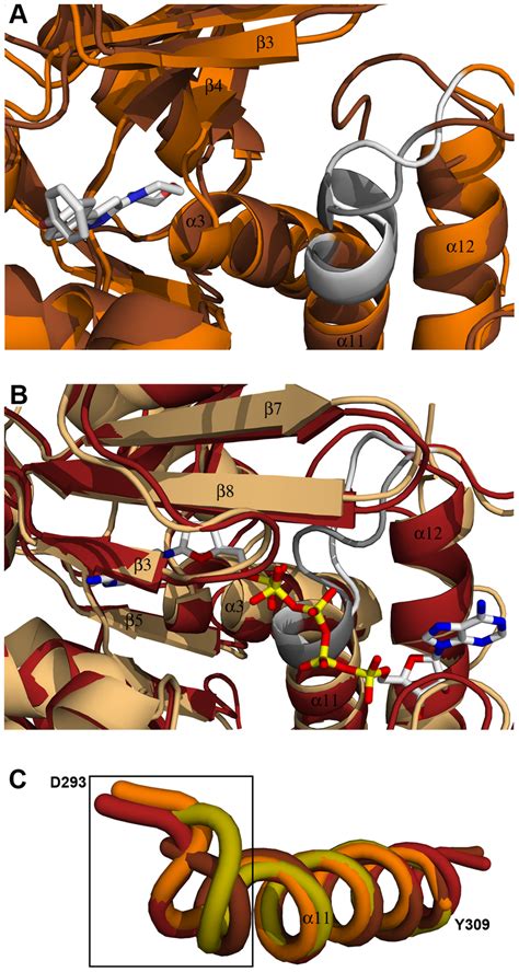 Anion Hole Formation In Tbrak Panel A Superposition Of Apo Tgoak