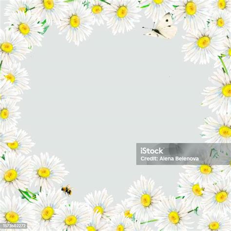 중앙에 밝은 회색 배경으로 손으로 그린 카모마일 프레임 섬세한 꽃 나비 꿀벌의 수채화 꽃 그림 초원 야생화는 로고 엽서 사진 프레임을 위해 멋지게 그려져 있습니다 0명에