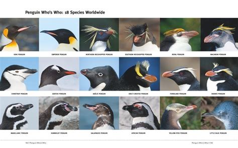 Penguins The Ultimate Guide Second Edition Veldshop