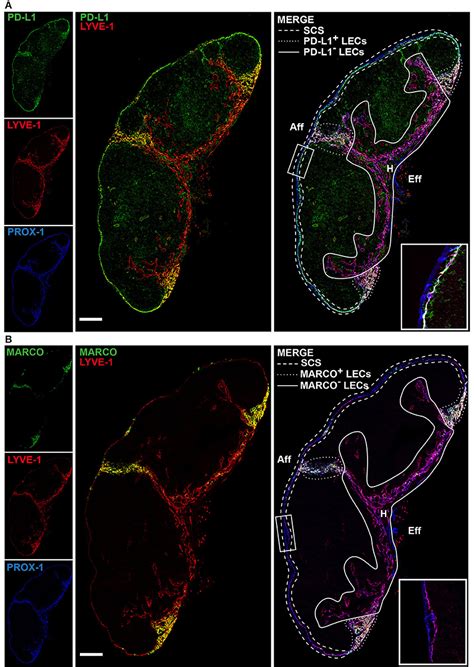 Frontiers A Single Cell Transcriptional Roadmap Of The Mouse And