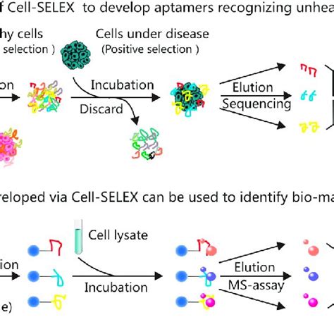 Major Steps Involved In Cell Selex A Cell Selex Allows To Recognize