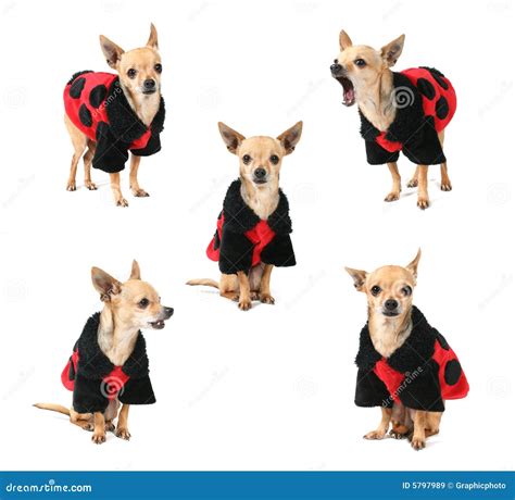 Ladybug Group Stock Image Image Of Collage Cute Purebred 5797989