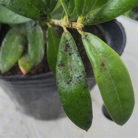 オリーブの害虫 カイガラムシ 南アルプスのオリーブ畑 ながら
