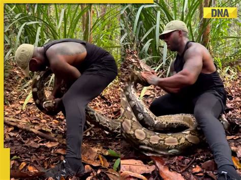 Viral Video Man Wrestles Giant Python Internet Is Scared