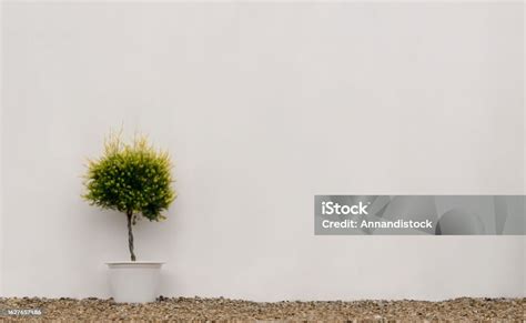 콘크리트 벽 질감 옆에 있는 자갈 돌 위에 있는 화분에 집 식물 하얀 빈 시멘트 벽 배경 옆에 있는 단일 외부 나무 모형 배경 야외 장식을 위한 개념 0명에 대한 스톡 사진