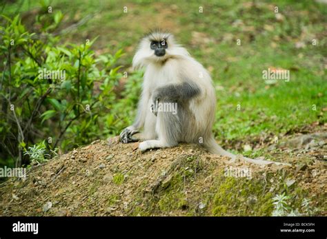 Golden Langur Trachypithecus Geei Wild Shemgang Valley Bhutan