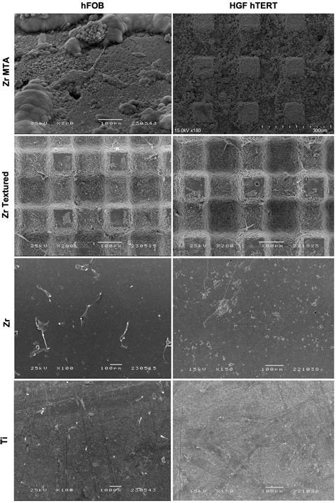Biomimetics Free Full Text Cell Biological And Antibacterial