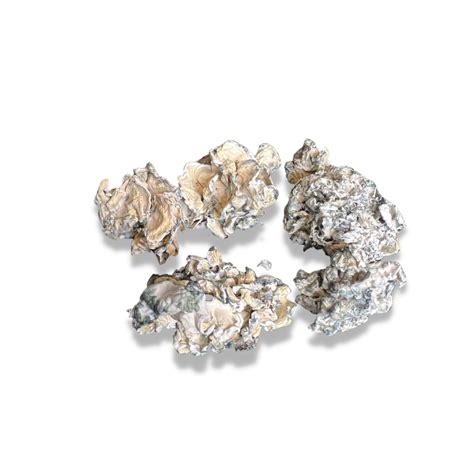 Rr Ultimate Guide To Enigma Cubensis Mushrooms Ritual Relief